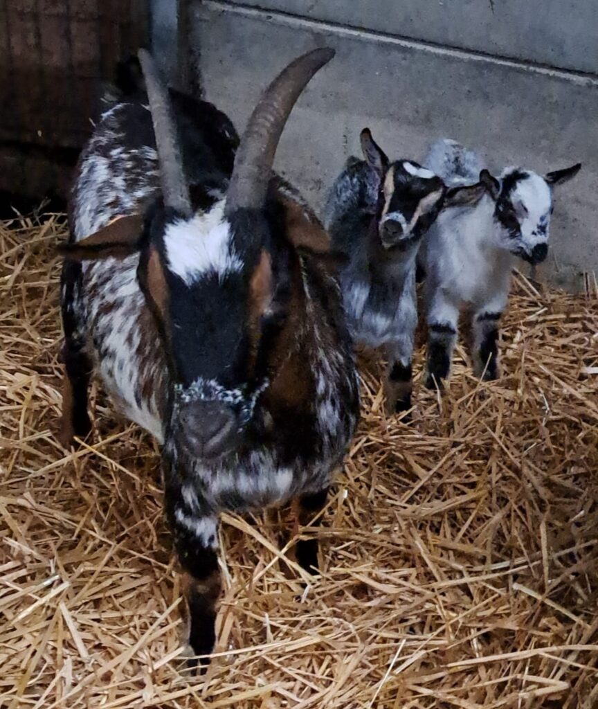 Les chèvres miniatures de Lillé | Elevage familial de chèvres miniatures