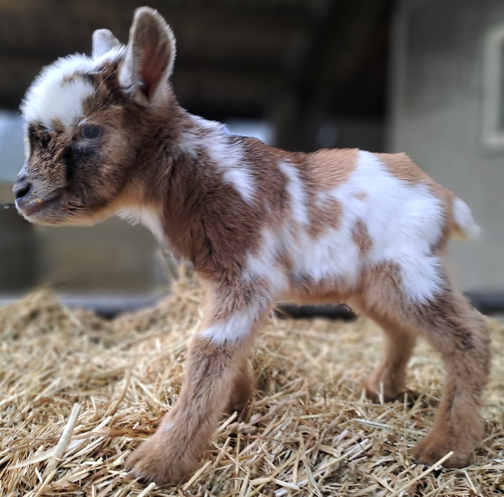 Les chevreaux miniatures à vendre (disponibles à la réservation)Les ...